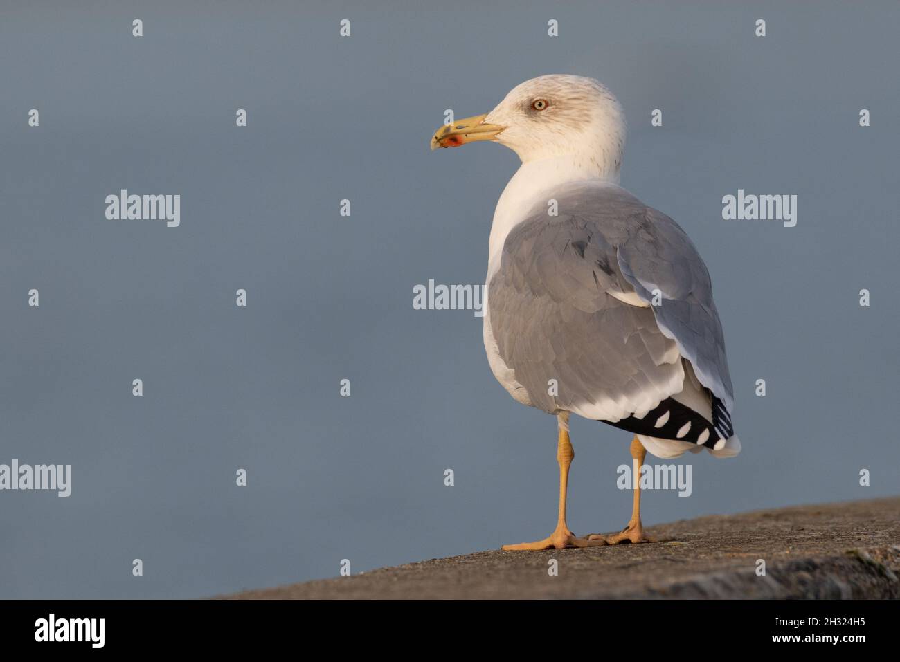 Yellow legged herring gull hi-res stock photography and images - Alamy