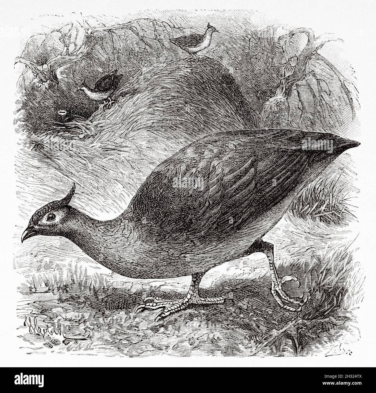 The orange-footed scrubfowl, orange-footed megapode or scrubfowl ...