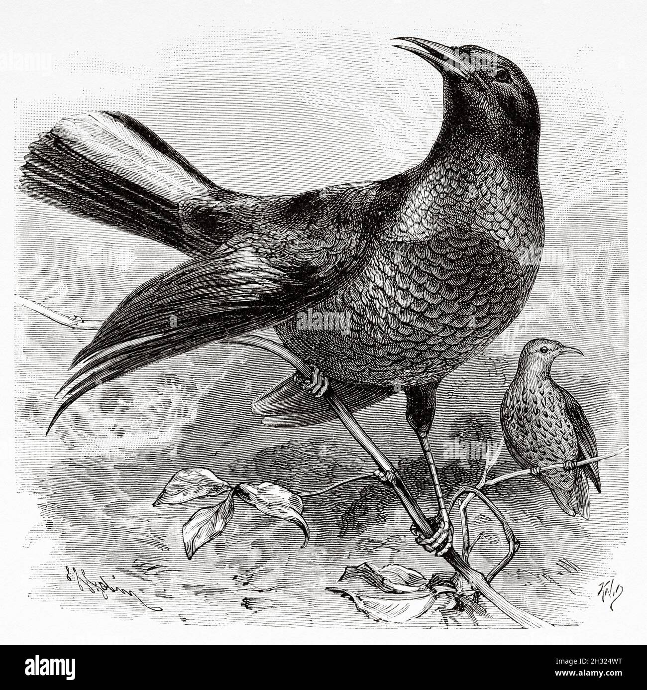 Paradise riflebird australia Cut Out Stock Images & Pictures - Alamy