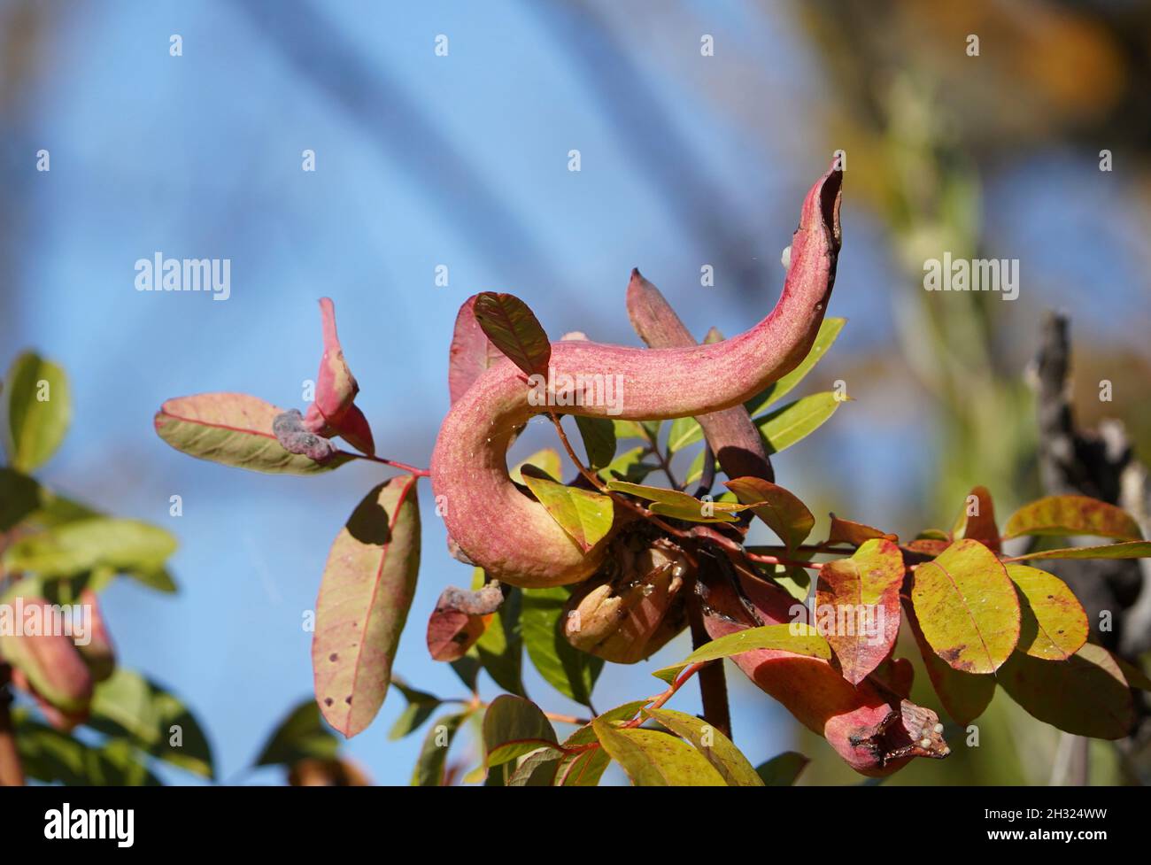 Terebinth tree hi-res stock photography and images - Alamy