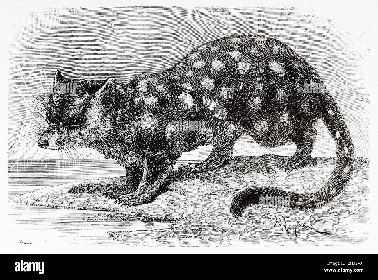 Dasyurus is a genus of dasiuromorphic marsupial mammals of the family ...