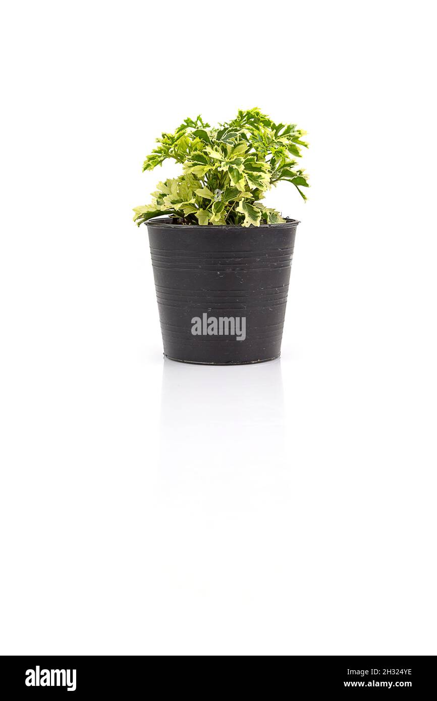 Small Ferns in black pot isolated on white background Stock Photo - Alamy