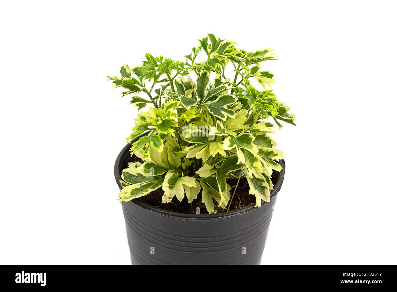 Potted ferns hi-res stock photography and images - Alamy