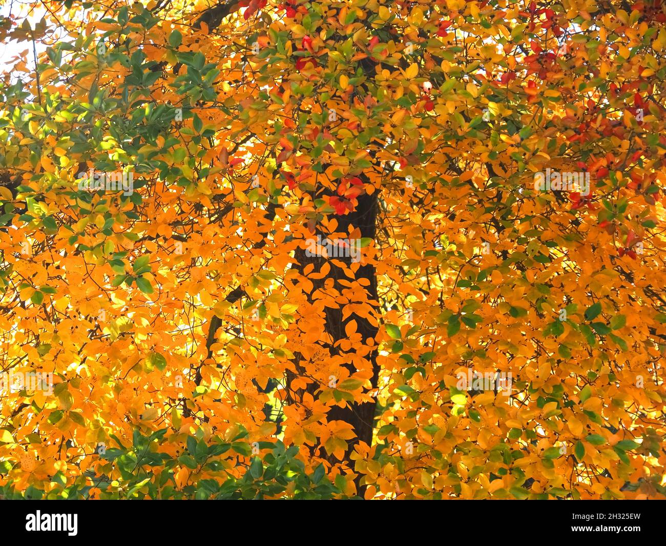 Colors of autumn fall - Leafs of black Tupelo tree, Nyssa sylvatica ...