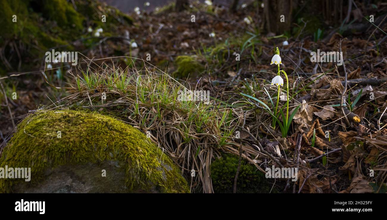 beautiful nature background in spring season. close up photo of summer ...