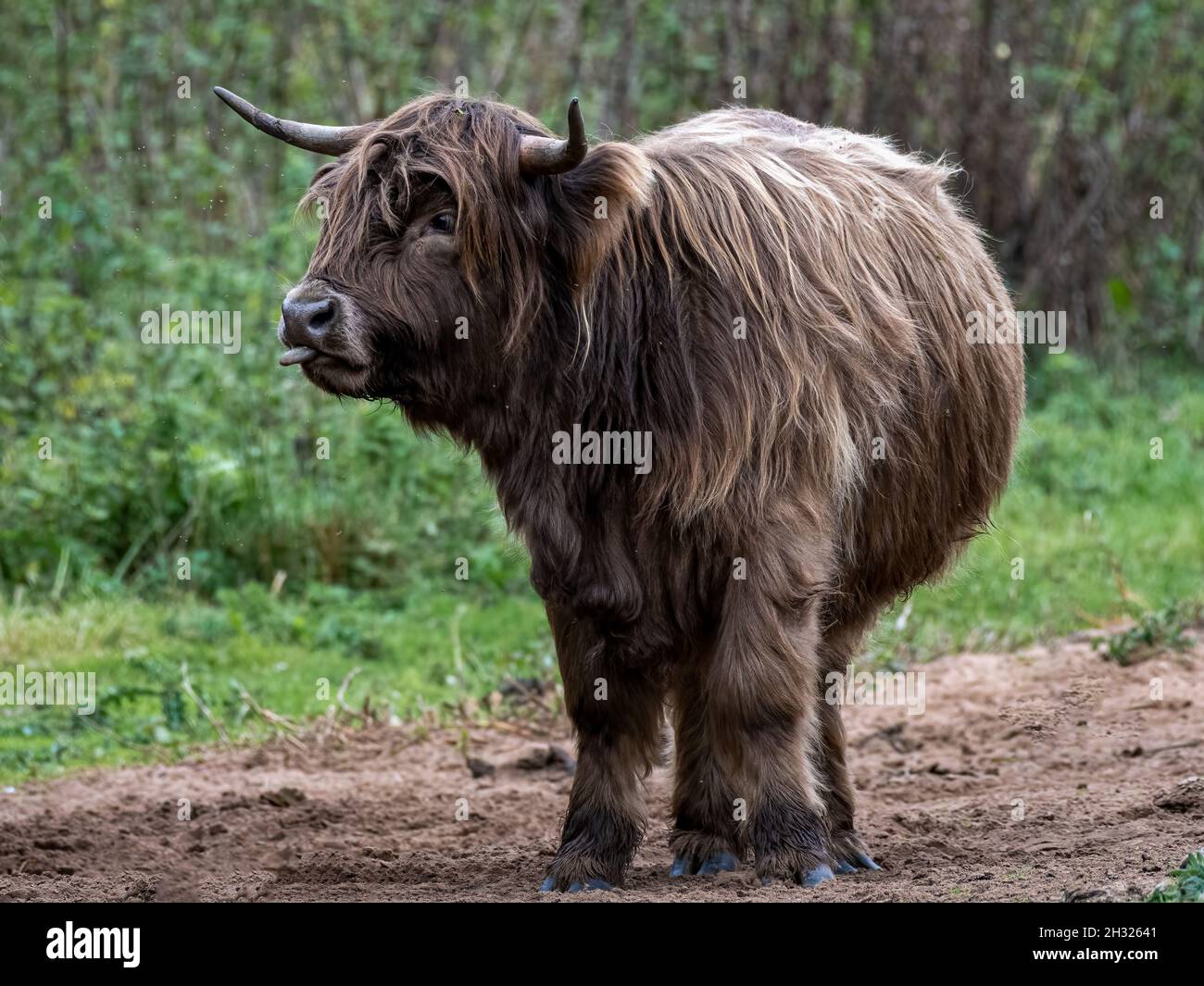 A beautiful horned Scottish Highland Cow in a natural countryside ...