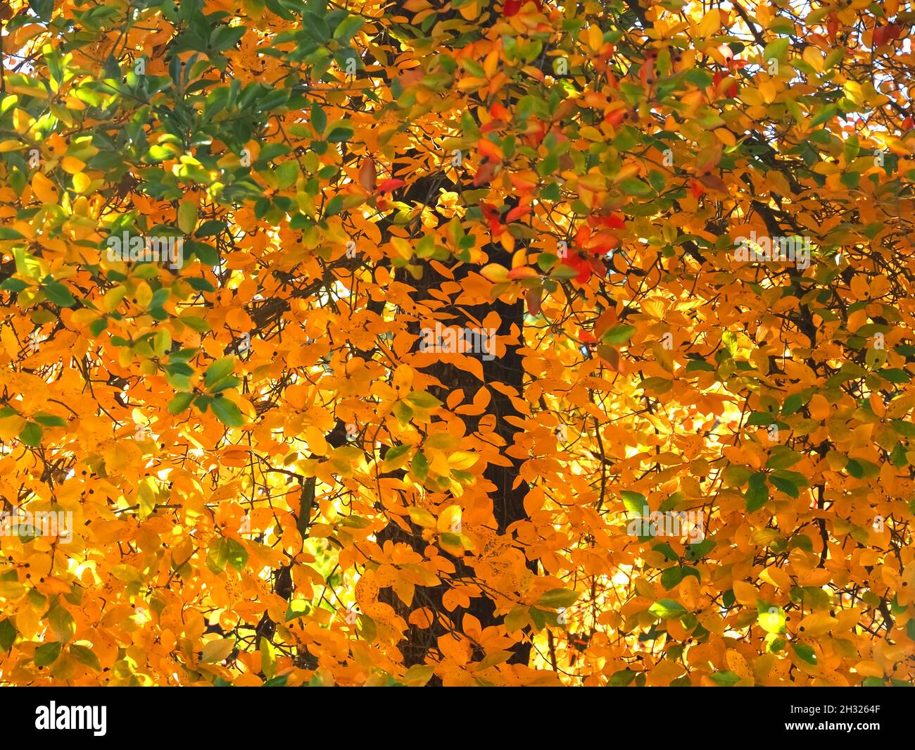 Colors of autumn fall - Leafs of black Tupelo tree, Nyssa sylvatica ...