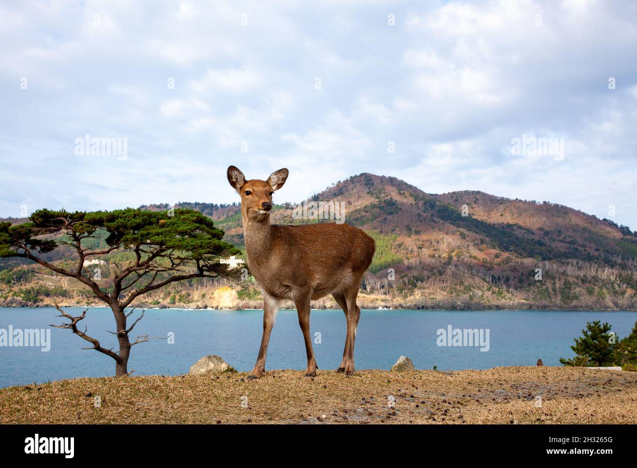 Sika deer (Cervus nippon), also known as the spotted deer or the ...