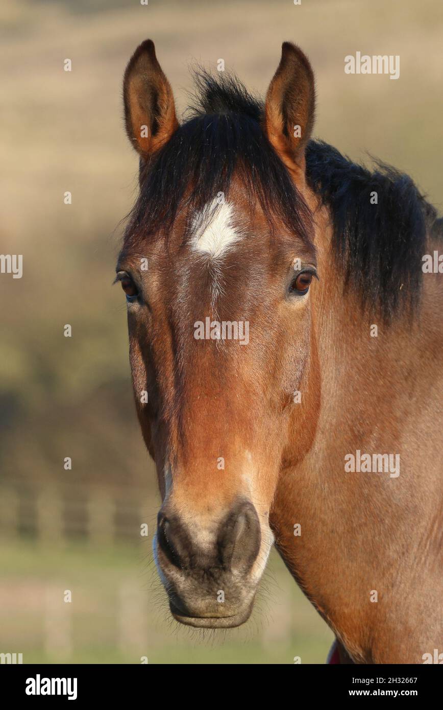 A full head shot of an Irish bred bay horse with a white star and a ...