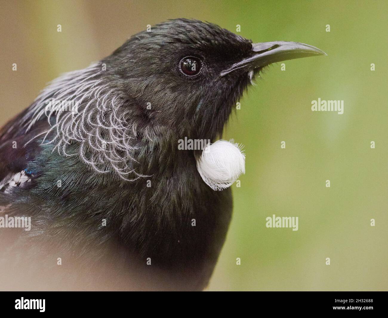 Tui bird hi-res stock photography and images - Alamy