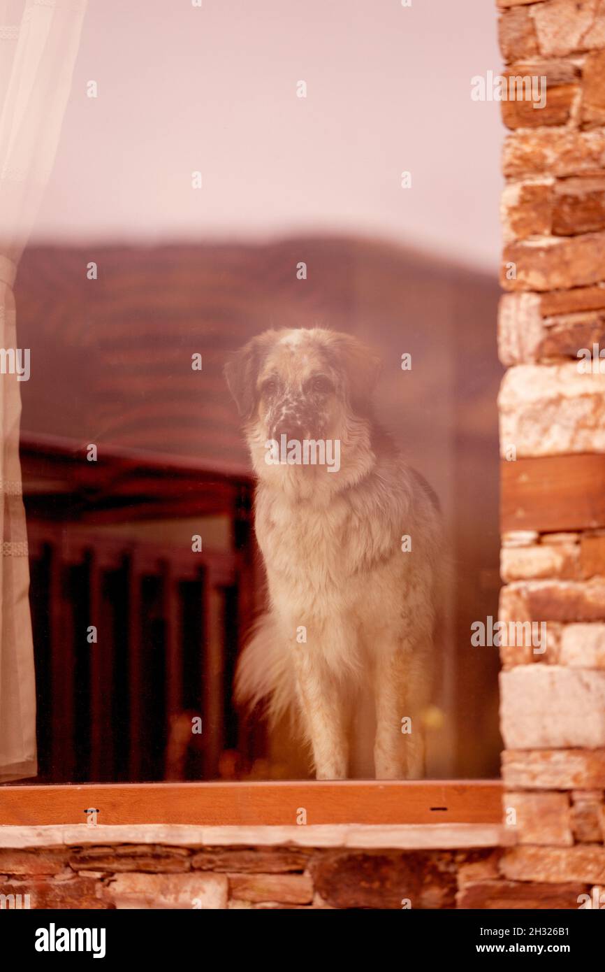 Big dog sitting on the windowsill behind glass window with a reflection ...