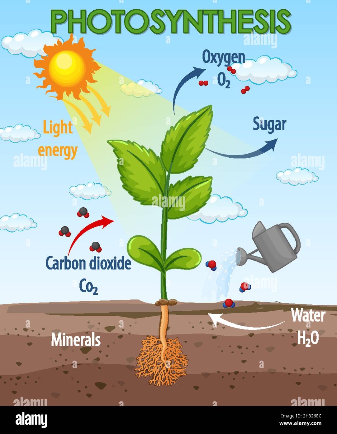 Diagram showing process of photosynthesis in plant illustration Stock ...