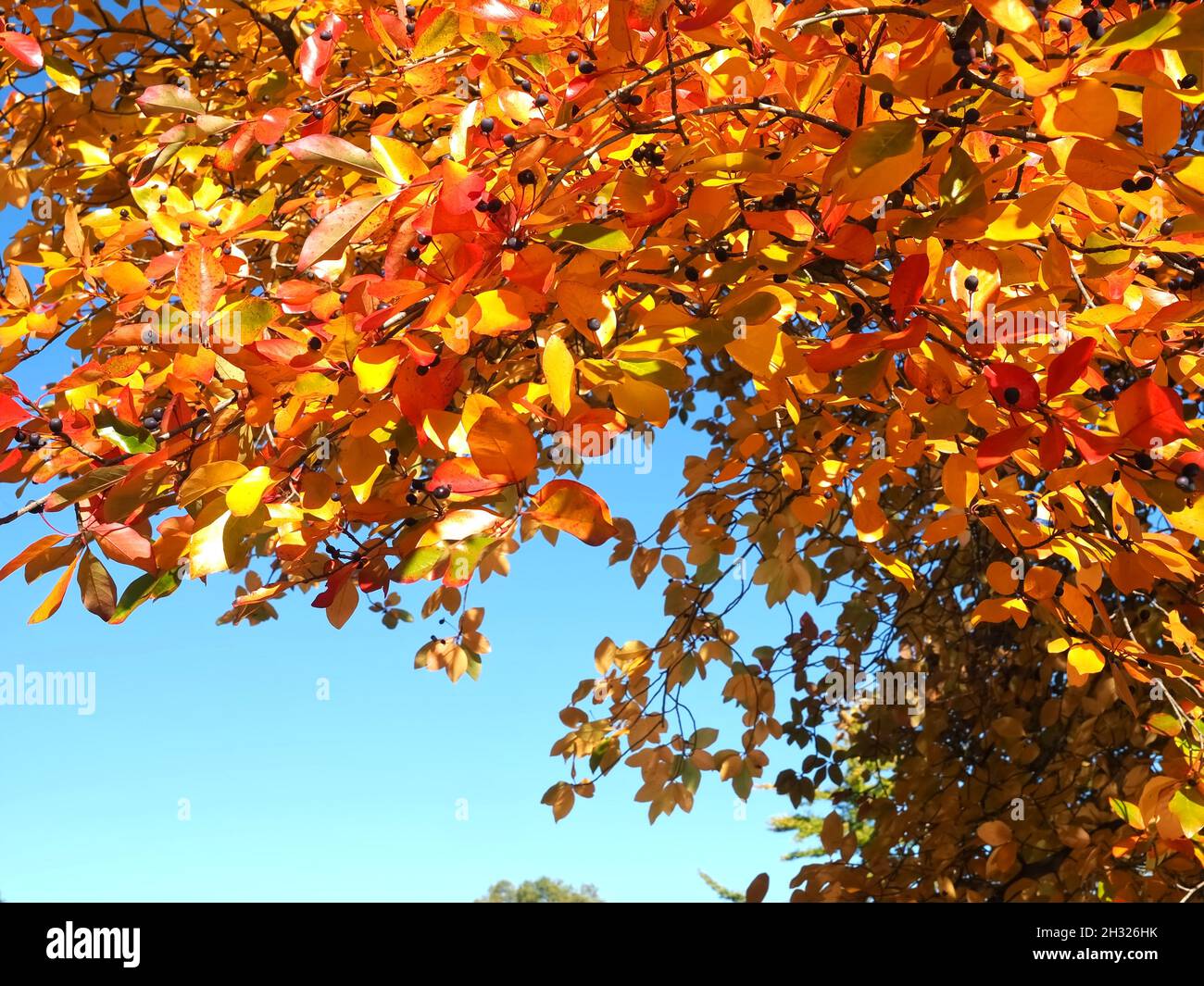 Colors of autumn fall - black Tupelo tree, Nyssa sylvatica, in front of ...