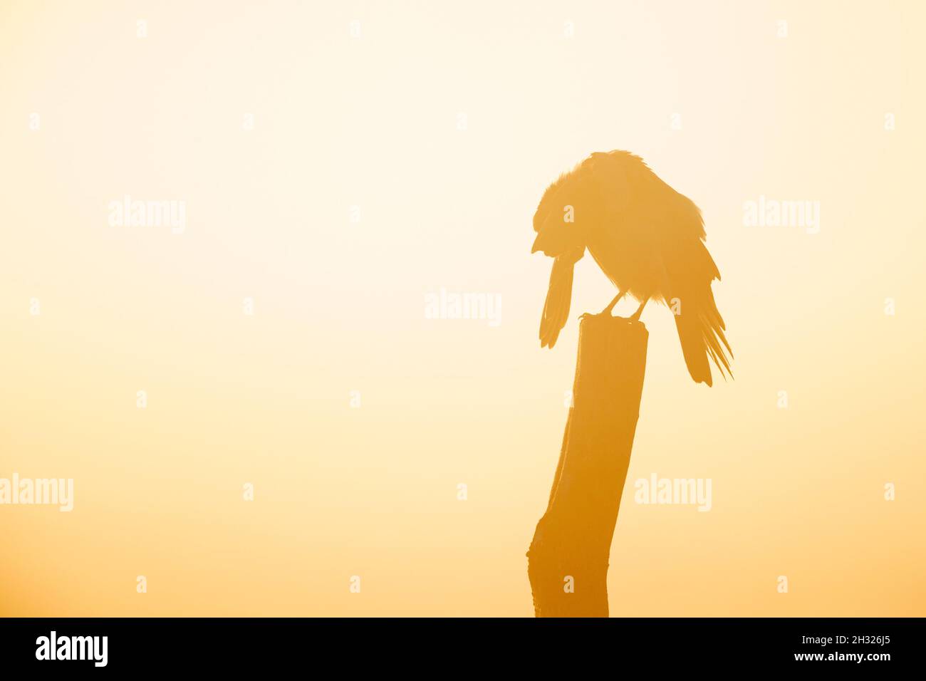 Silhouette of a crow preening backlit by the morning sun Stock Photo ...
