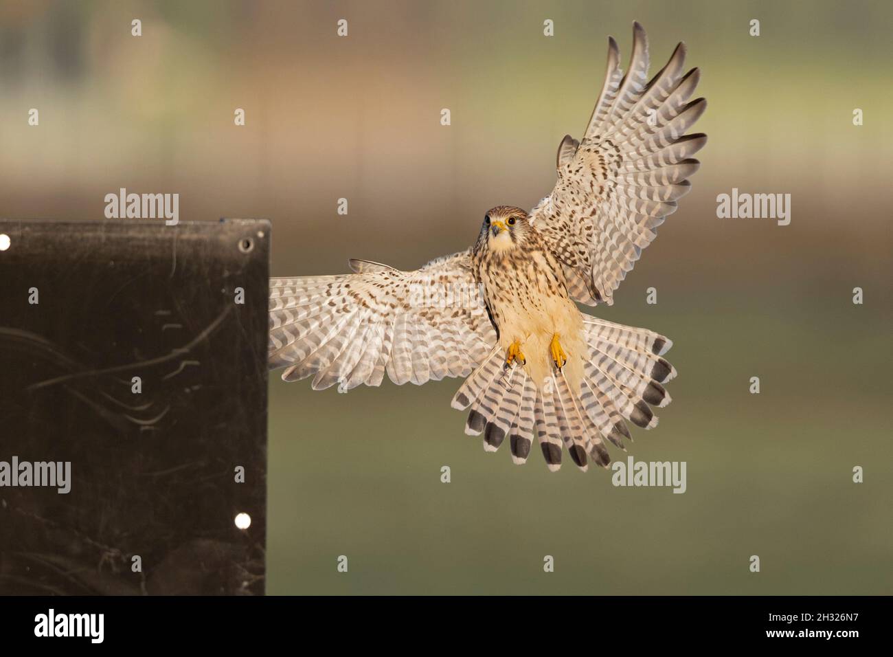 A common kestrel (Falco tinnunculus) landing Stock Photo - Alamy