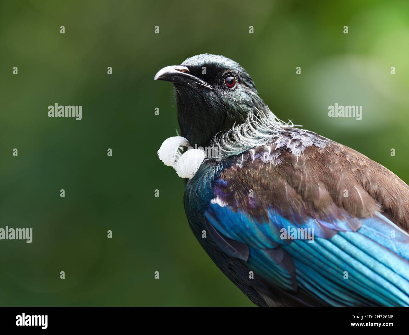 Tui bird hi-res stock photography and images - Alamy