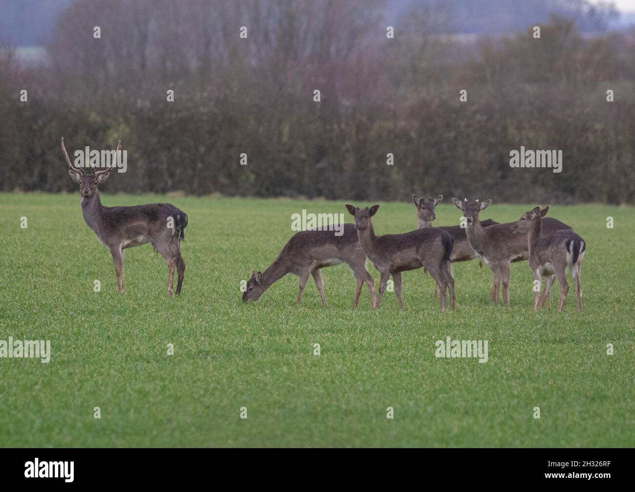 Fallow wheat field hi-res stock photography and images - Alamy