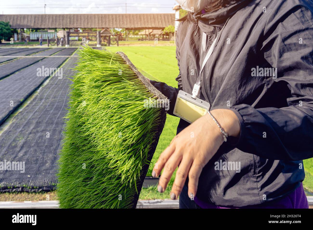 Transplanting of rice seedling hi-res stock photography and images - Alamy