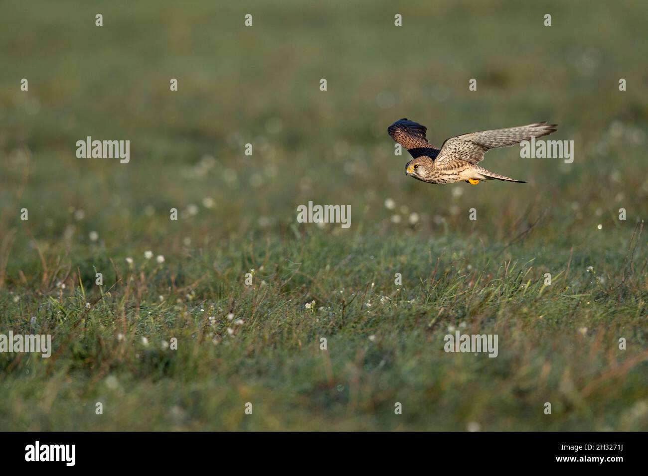Flying mice hi-res stock photography and images - Alamy