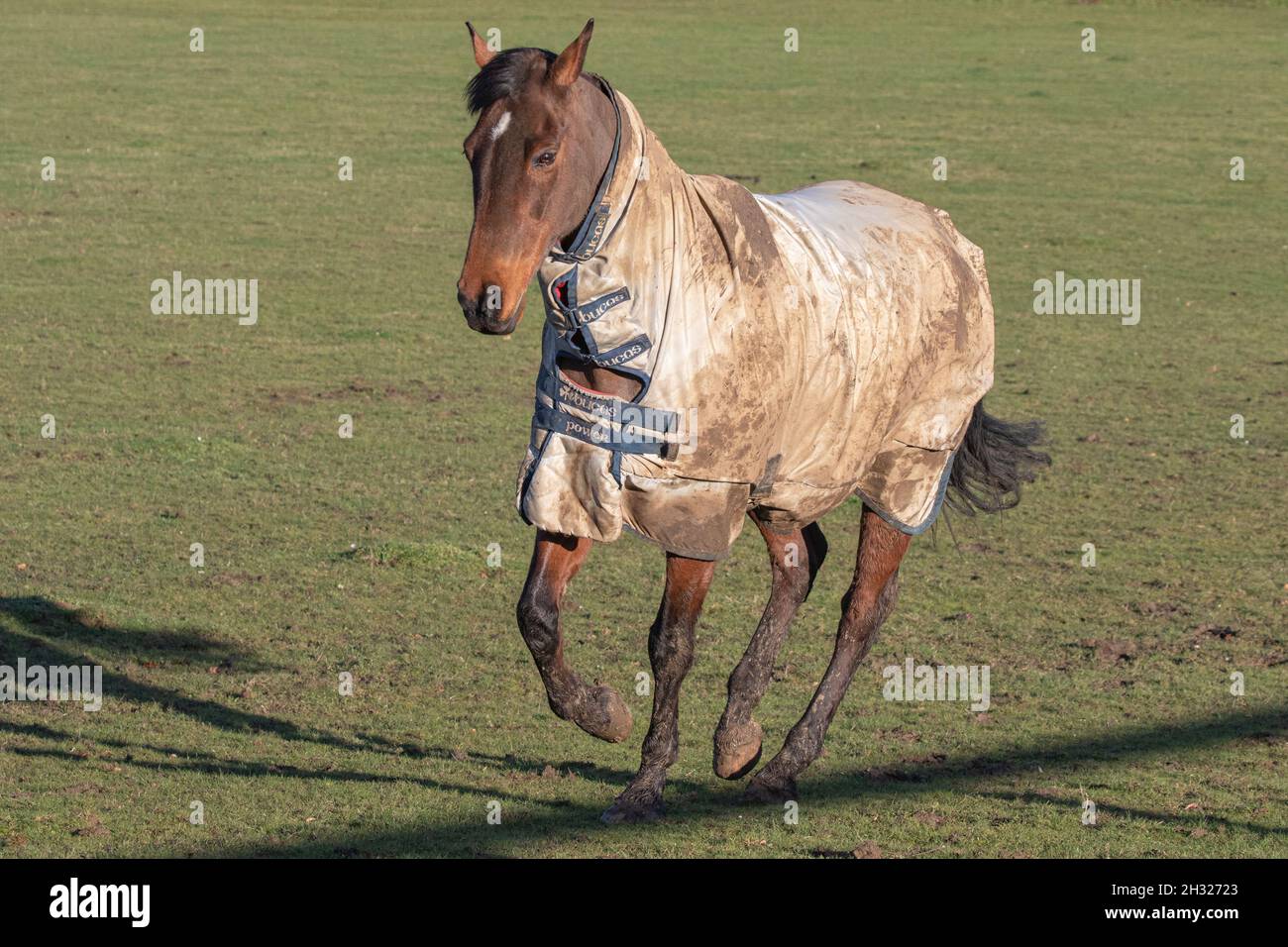 A bay horse turned out in a field showing how to get your turn out rug ...