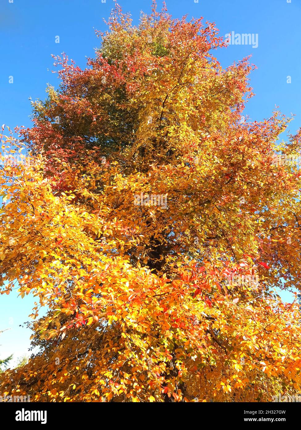 Colors of autumn fall - black Tupelo tree, Nyssa sylvatica, in front of ...