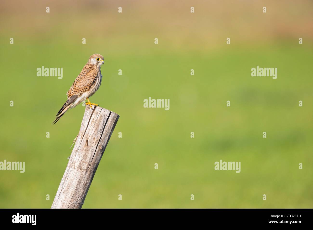 A common kestrel (Falco tinnunculus) perched on a wooden pole Stock ...
