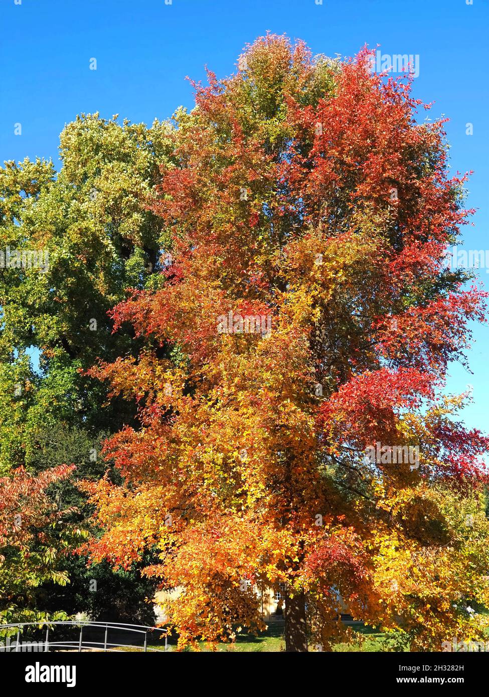 Colors of autumn fall - black Tupelo tree, Nyssa sylvatica, in front of ...