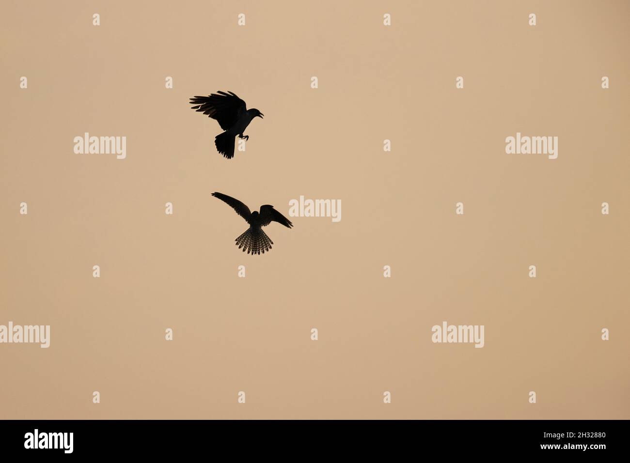 A common kestrel (Falco tinnunculus) in flight fighting with a crow ...