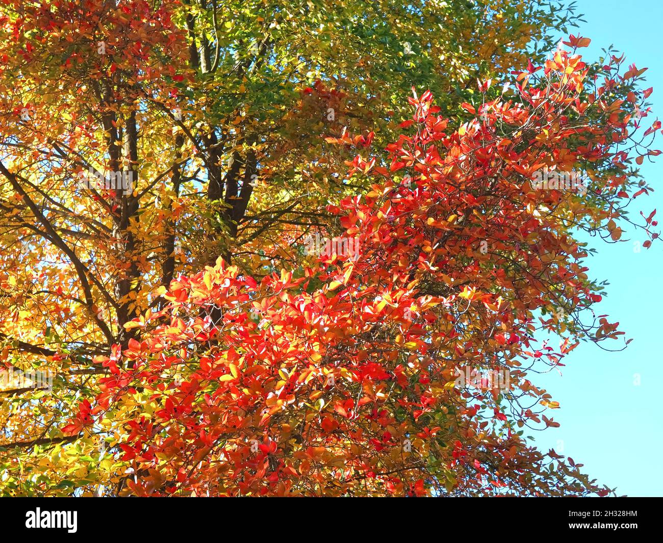 Colors of autumn fall - black Tupelo tree, Nyssa sylvatica, in front of ...