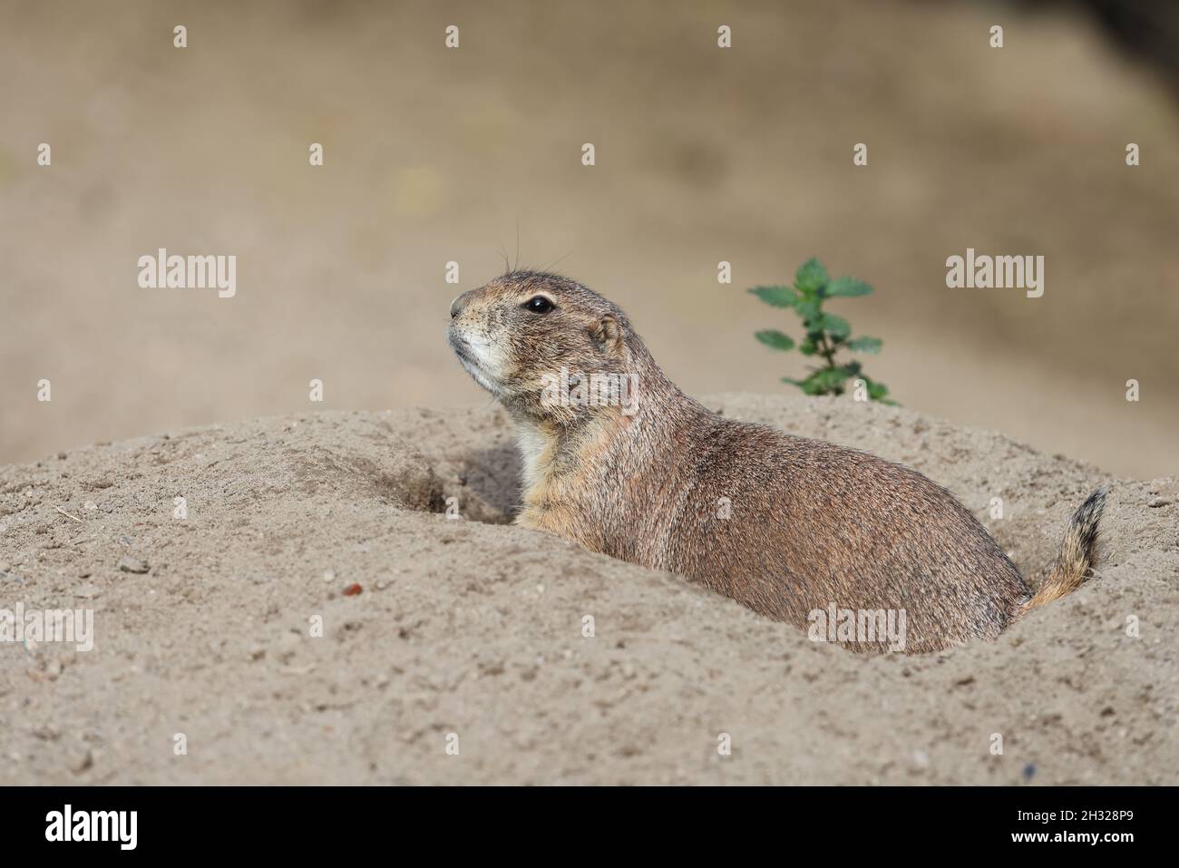 Ground hog shadow hi-res stock photography and images - Alamy