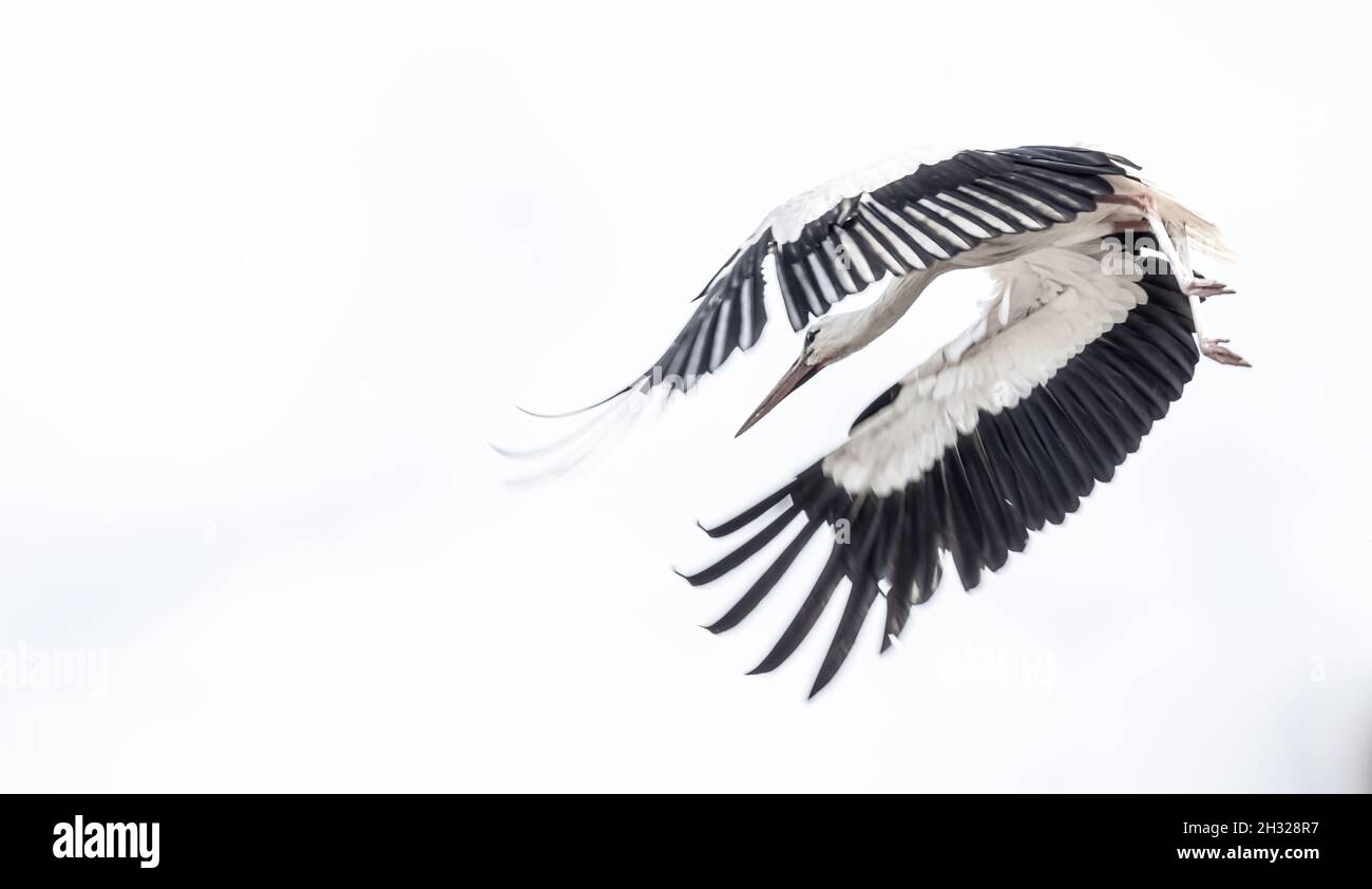 Fyling stork with wings in front Stock Photo - Alamy
