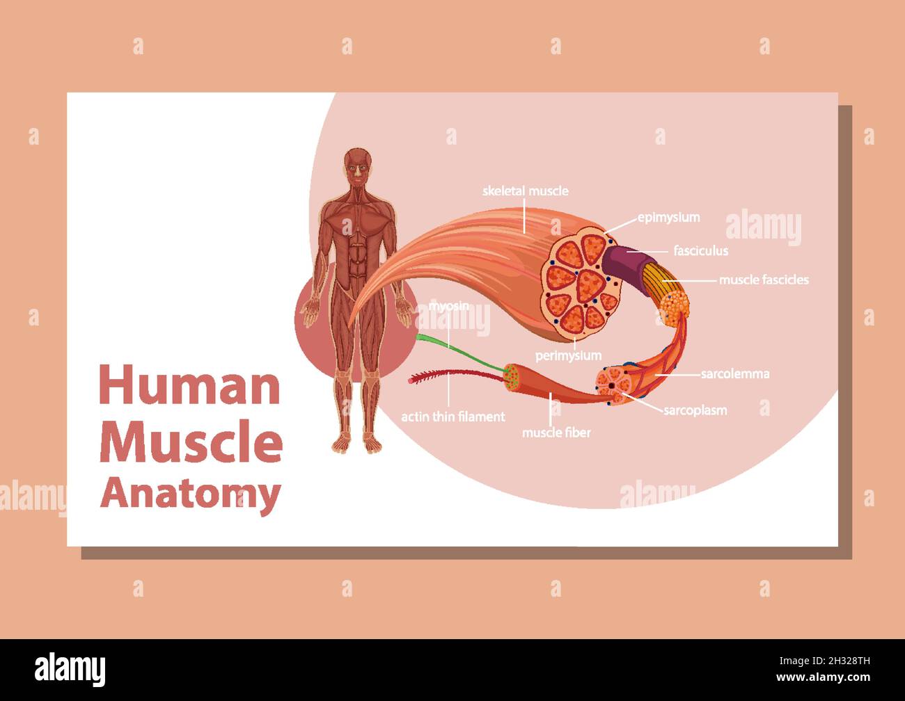 Human muscle anatomy with body anatomy illustration Stock Vector Image ...