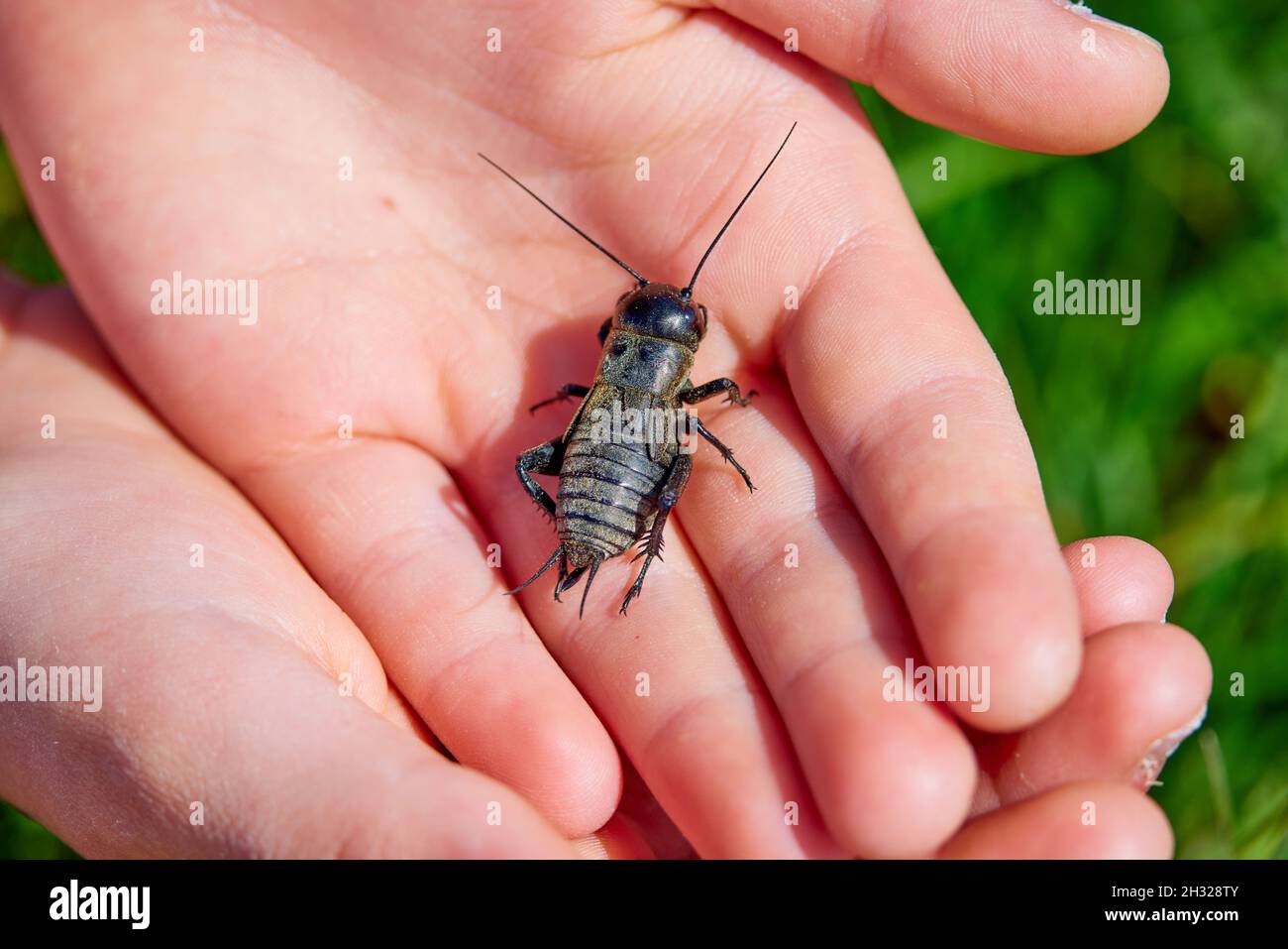 Free living cricket in child hands Stock Photo - Alamy