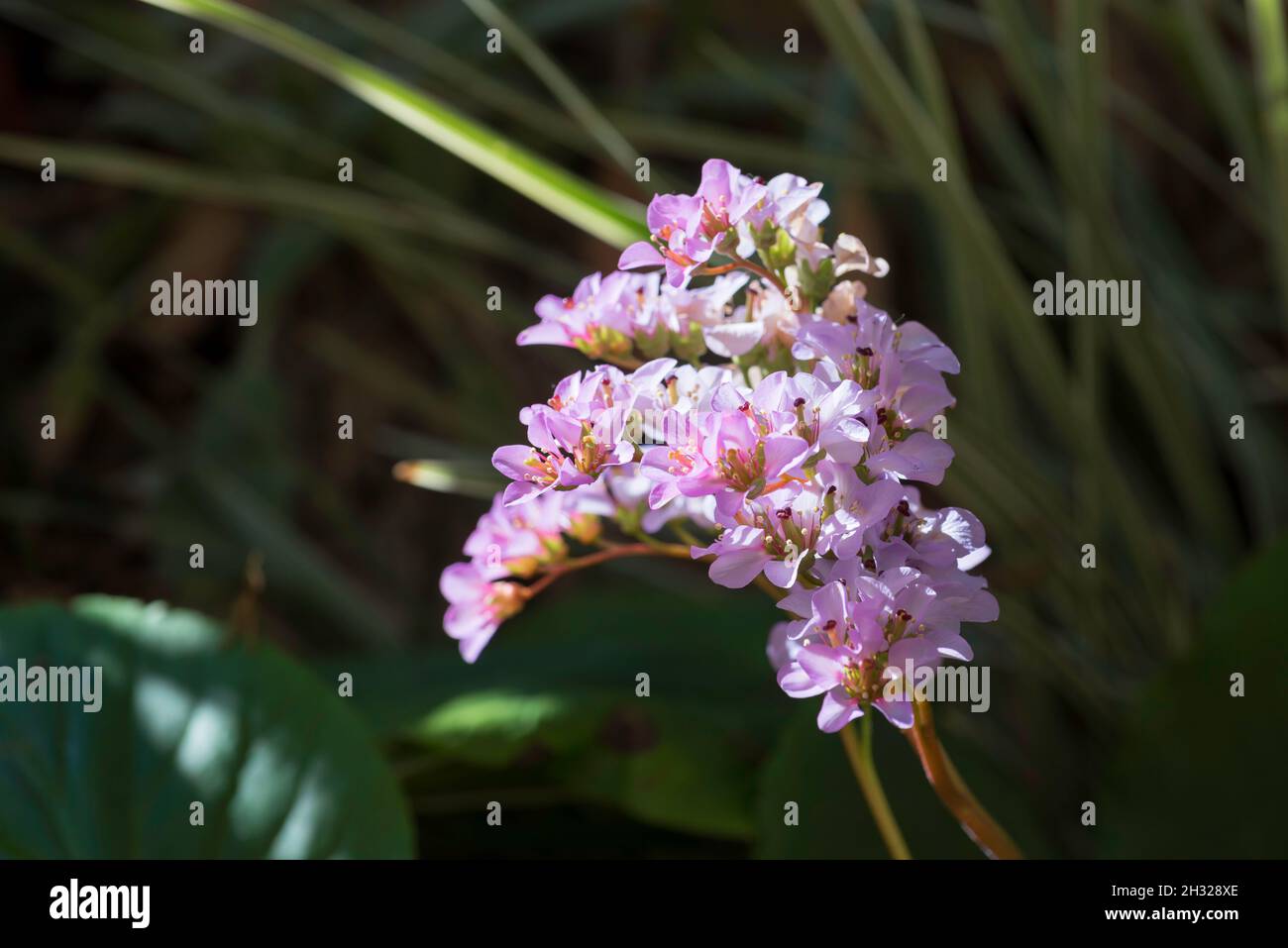 Pig Squeak (Bergenia cordifolia rubra) with a portion of its shiny ...