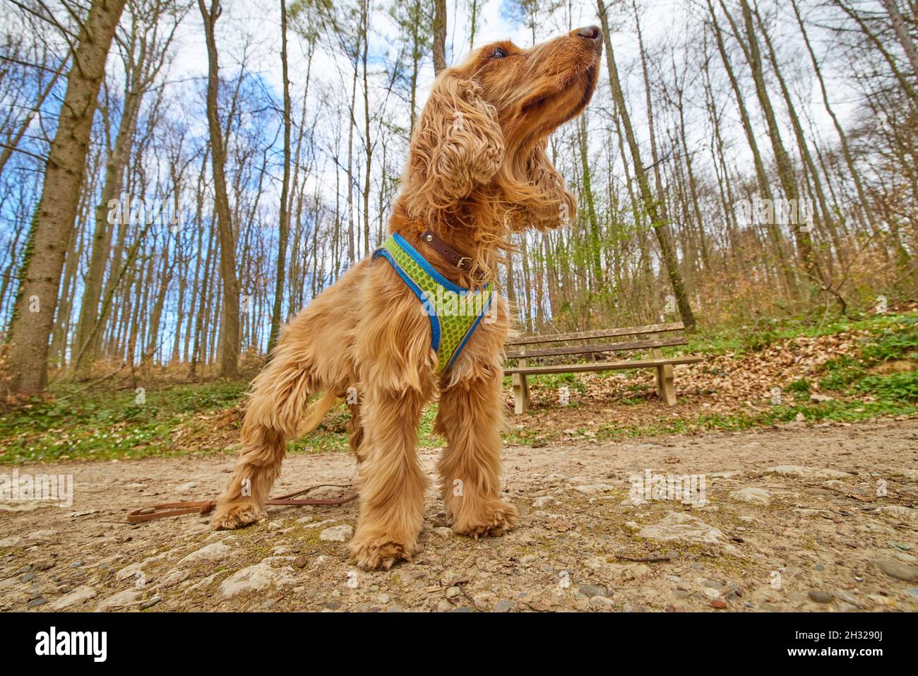 Cockerspaniel hi-res stock photography and images - Alamy