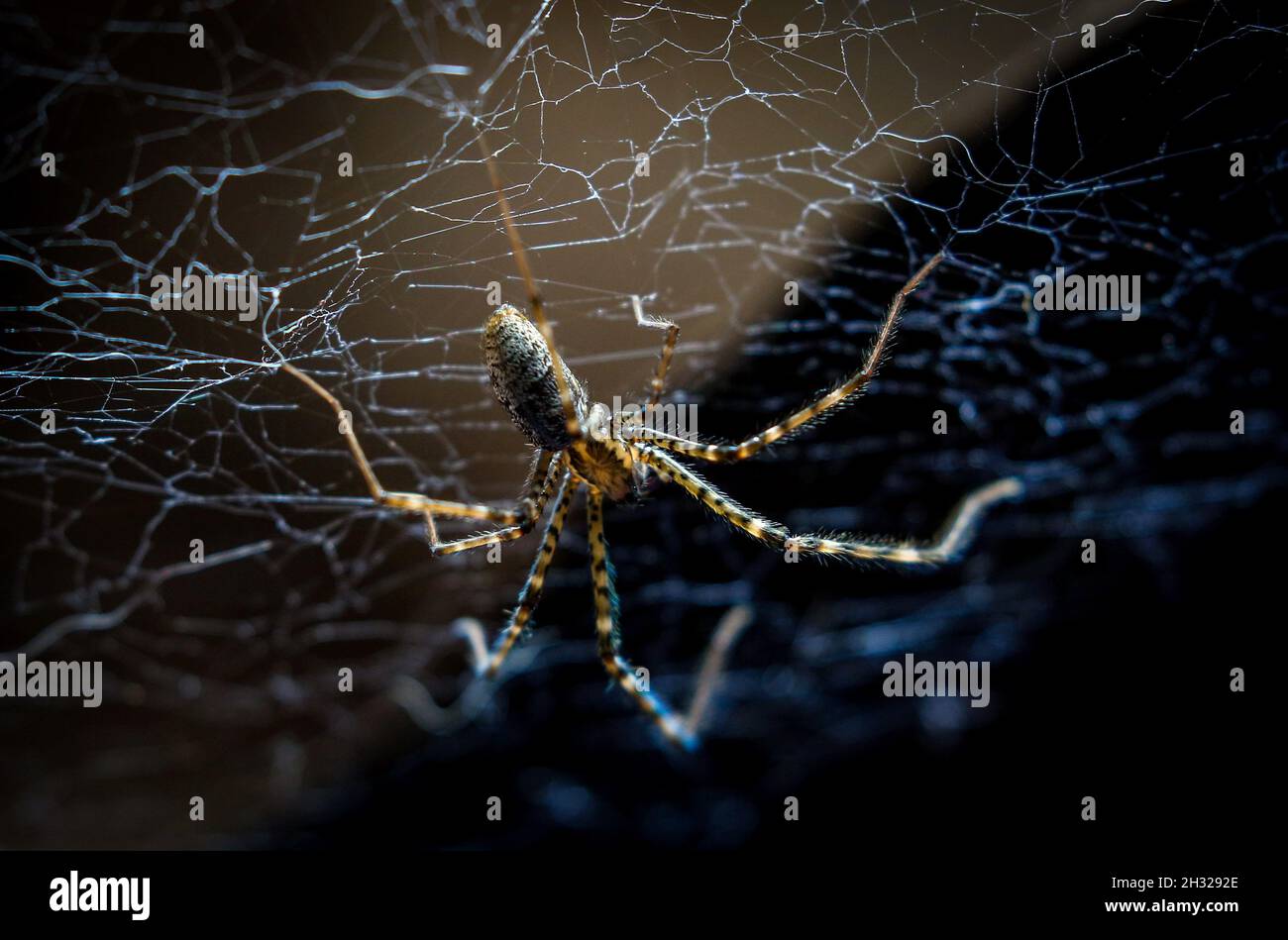 Spider hangs hi-res stock photography and images - Alamy