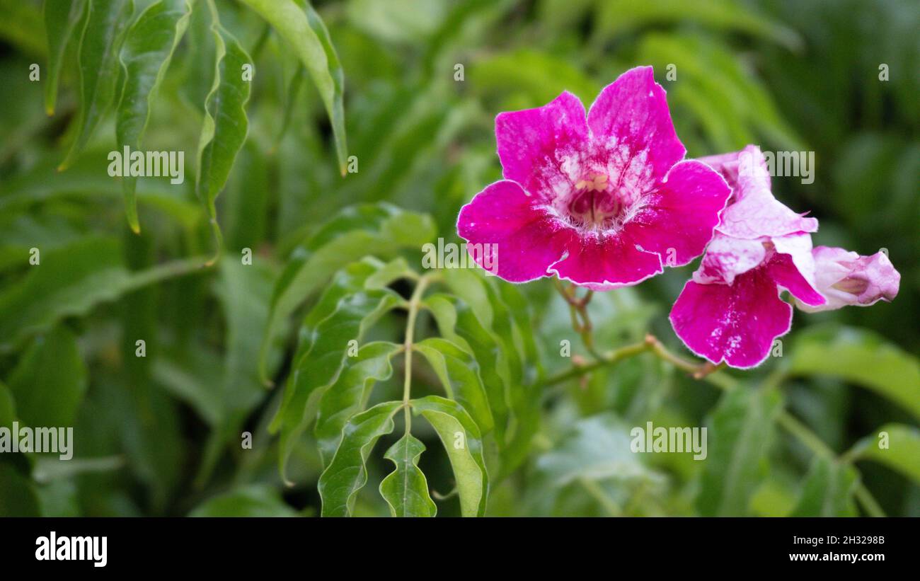 Alpine rose (rosa pendulina) hi-res stock photography and images - Alamy