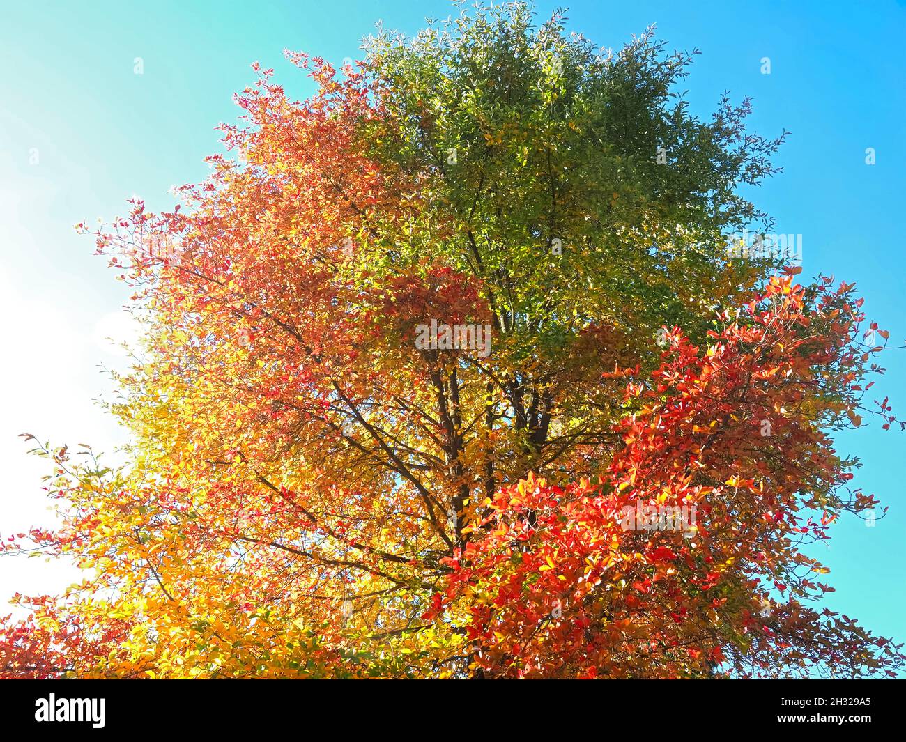 Colors of autumn fall - black Tupelo tree, Nyssa sylvatica, in front of ...