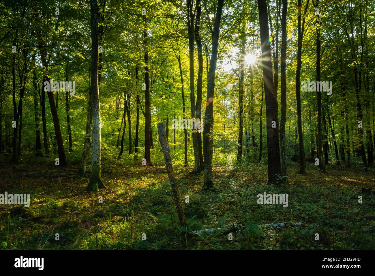 Lush forest scene sun hi-res stock photography and images - Alamy