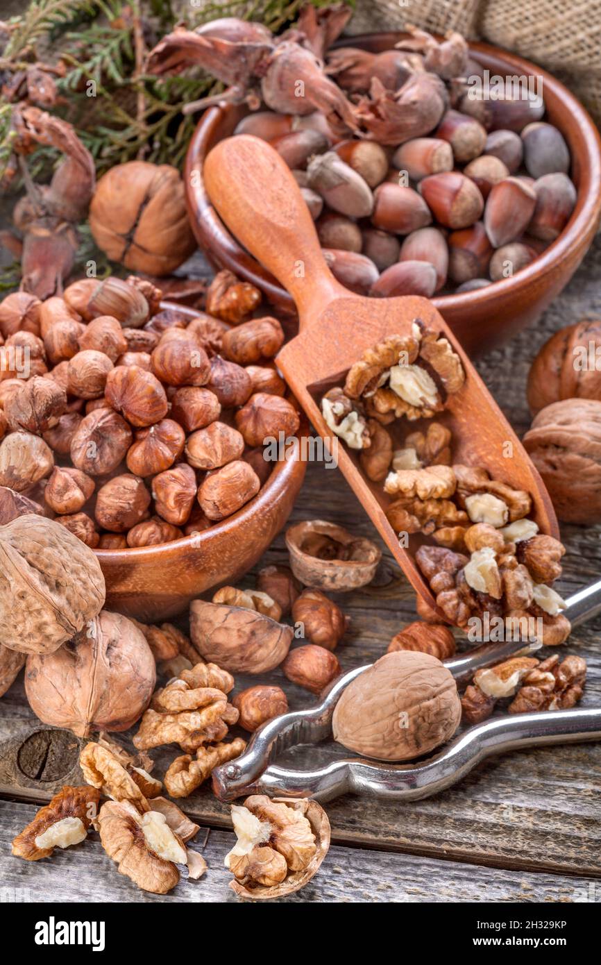 Fat hazel hi-res stock photography and images - Alamy