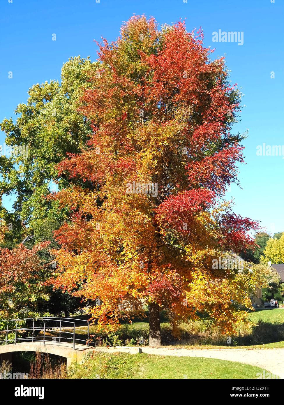Colors of autumn fall - black Tupelo tree, Nyssa sylvatica, in front of ...