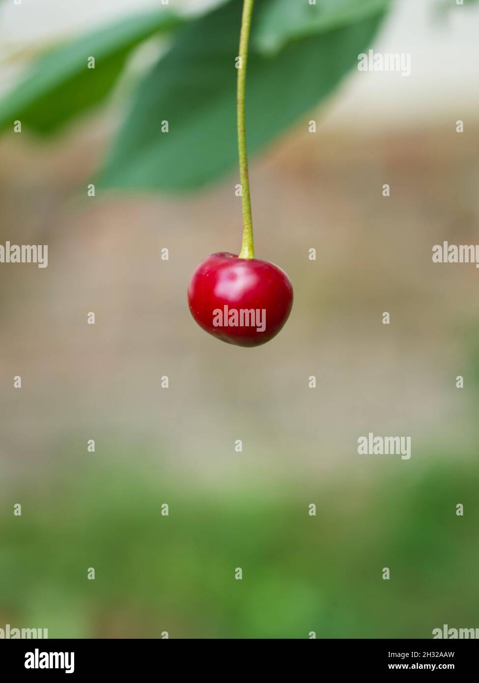 One ripe cherry on a blurry background. Red berry close-up Stock Photo ...