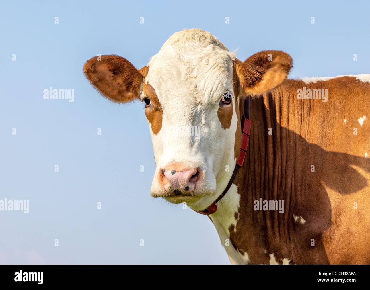Cow portrait, a cute and calm red bovine, eye patches, fleckvieh ...