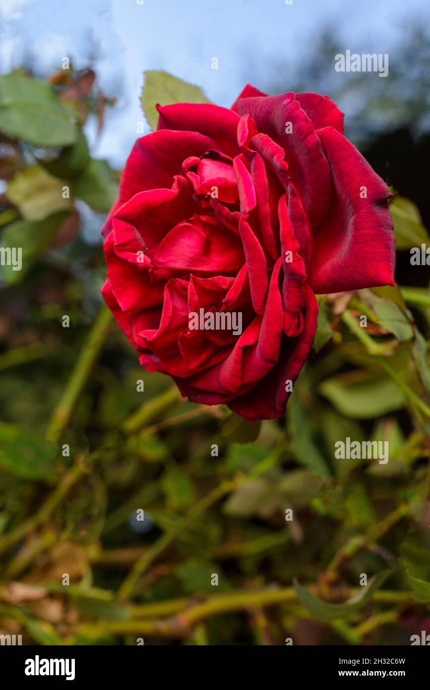 Rose rouge hi-res stock photography and images - Alamy