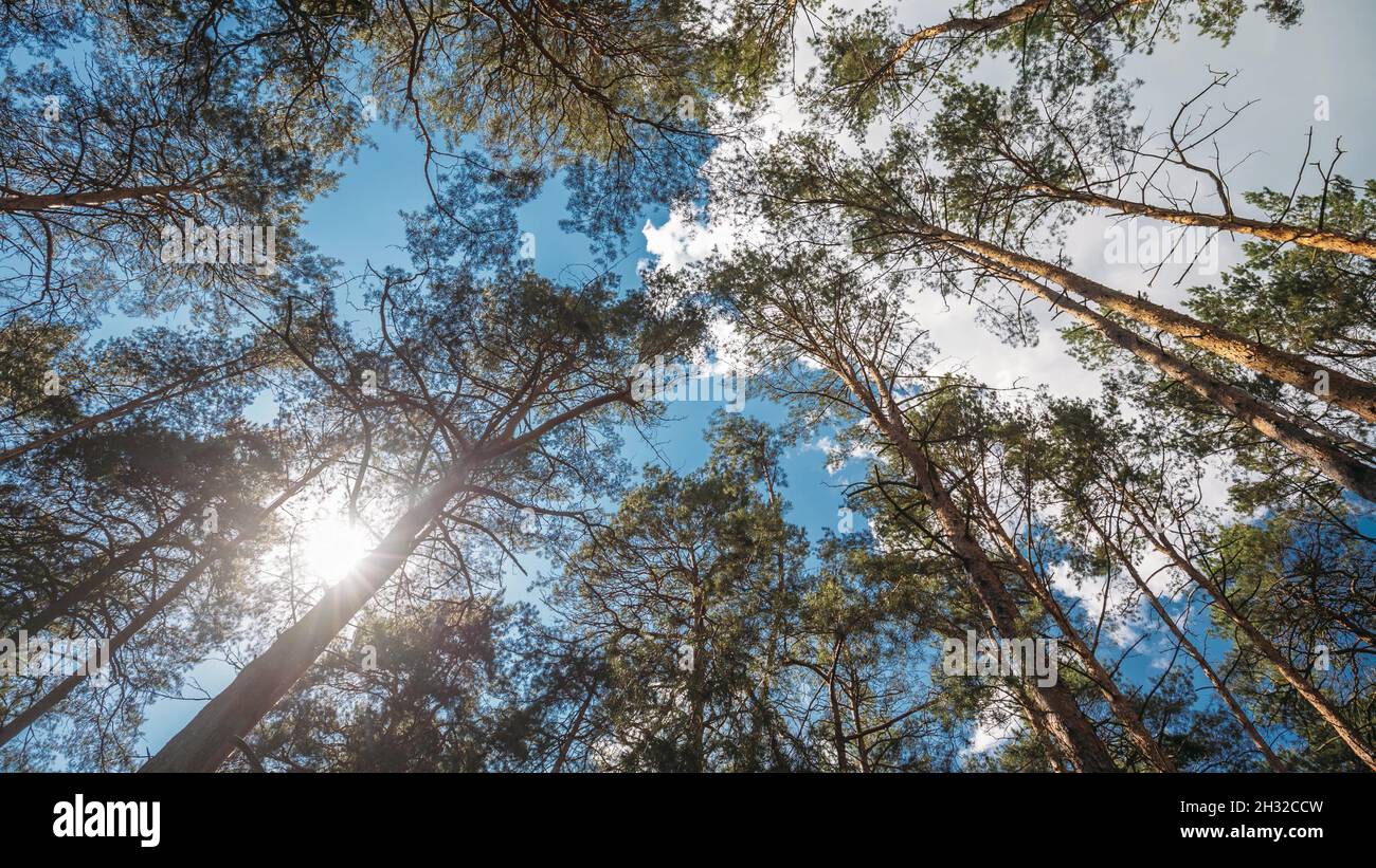 Set. Looking Up In Oine Coniferous Forest Trees Woods To Canopy. Bottom ...