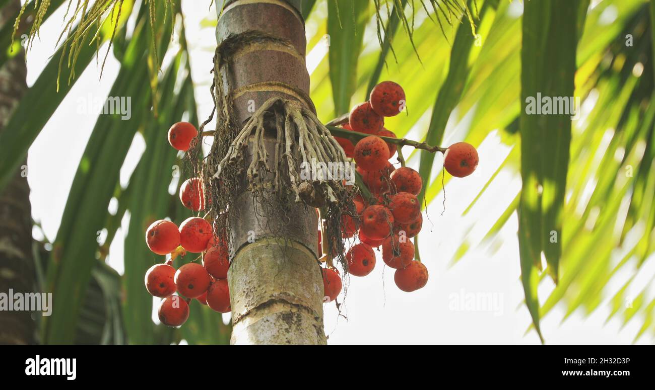 Goa, India. Areca Catechu Palm With Narcotic Nuts On Background Green ...