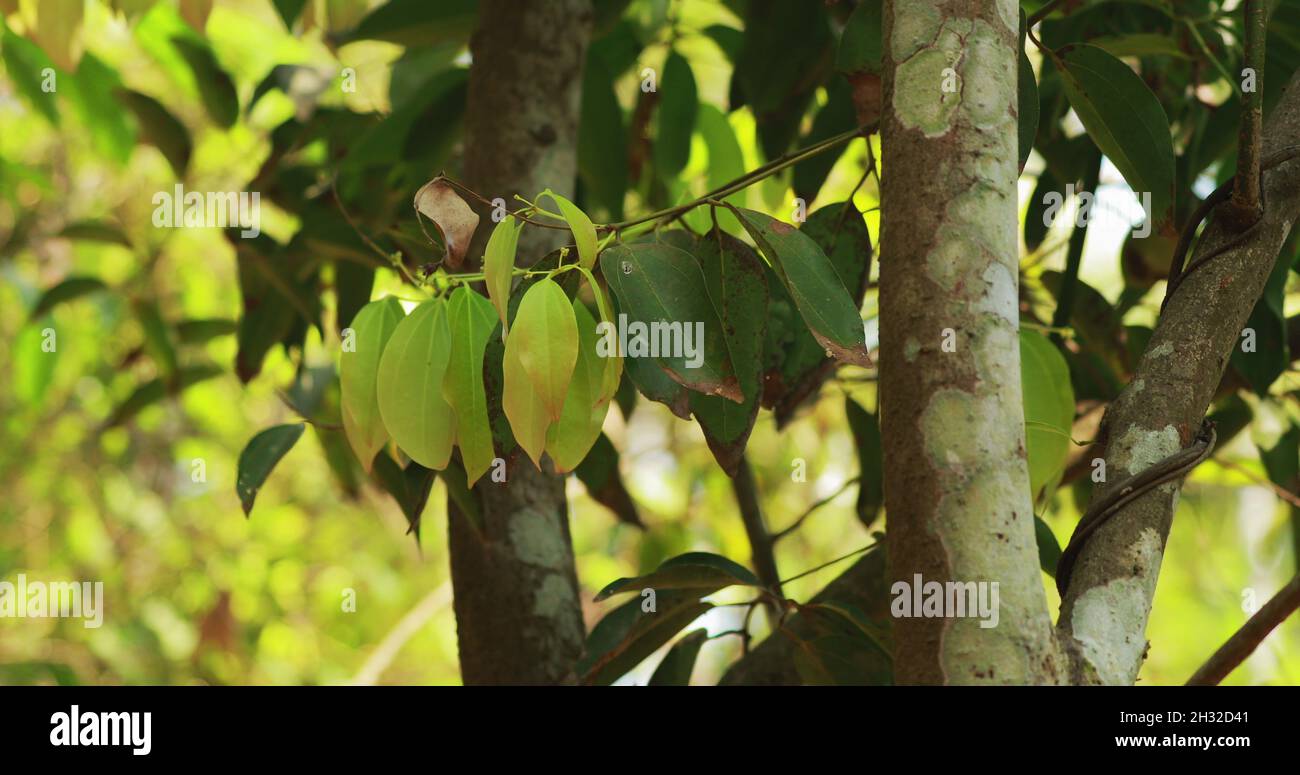 Goa, India. Leaves Of Saraca Indica Growing On Tree. Asoka-tree, Ashok ...