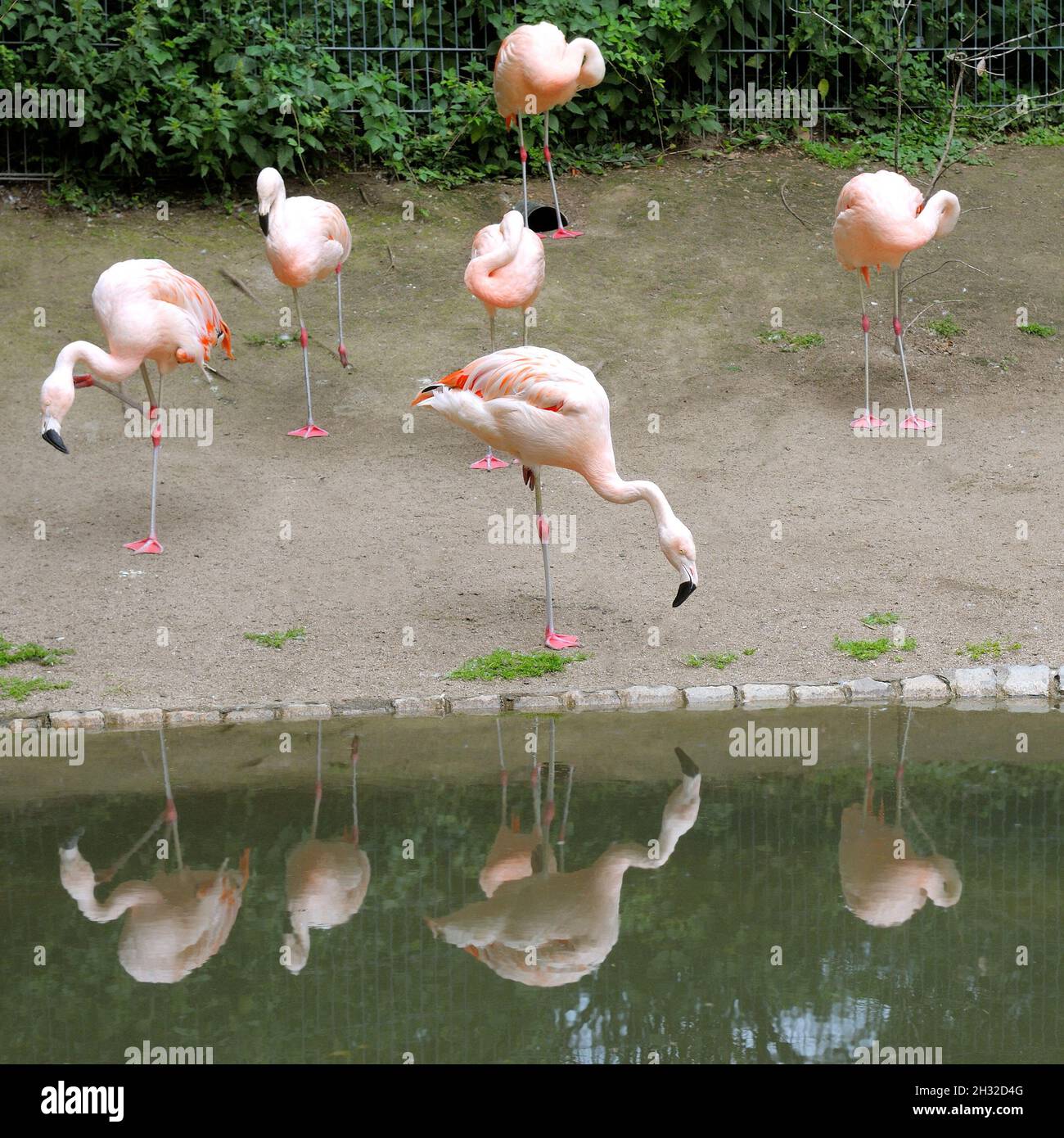 Flamingos in zoo animal leg hi-res stock photography and images - Alamy