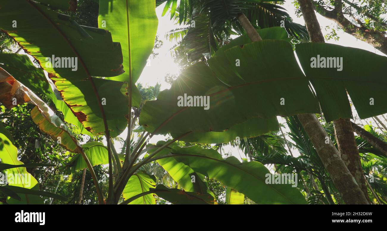 Tropic sun in 4k hi-res stock photography and images - Alamy