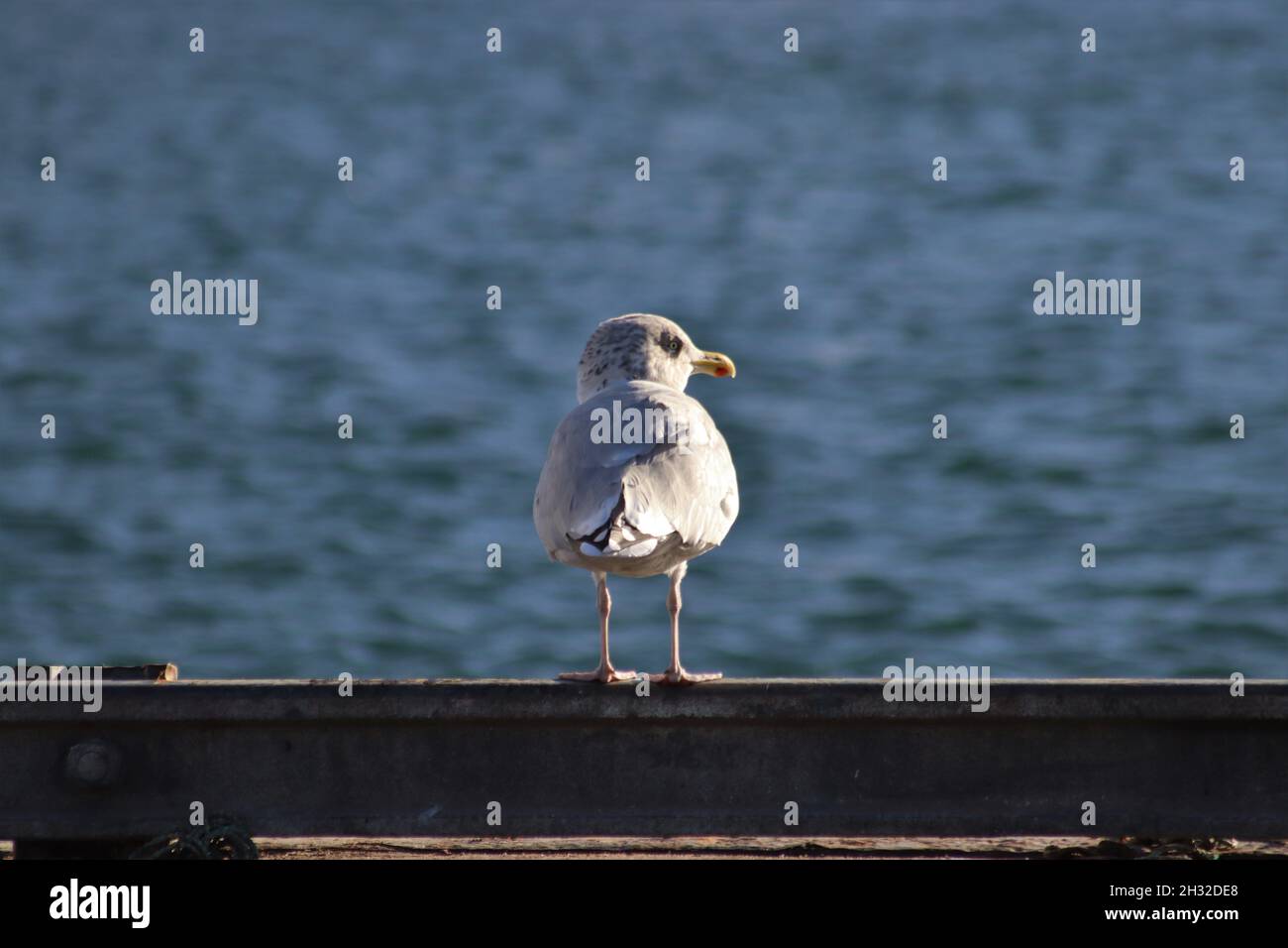 Young seagull on pier Stock Photo - Alamy